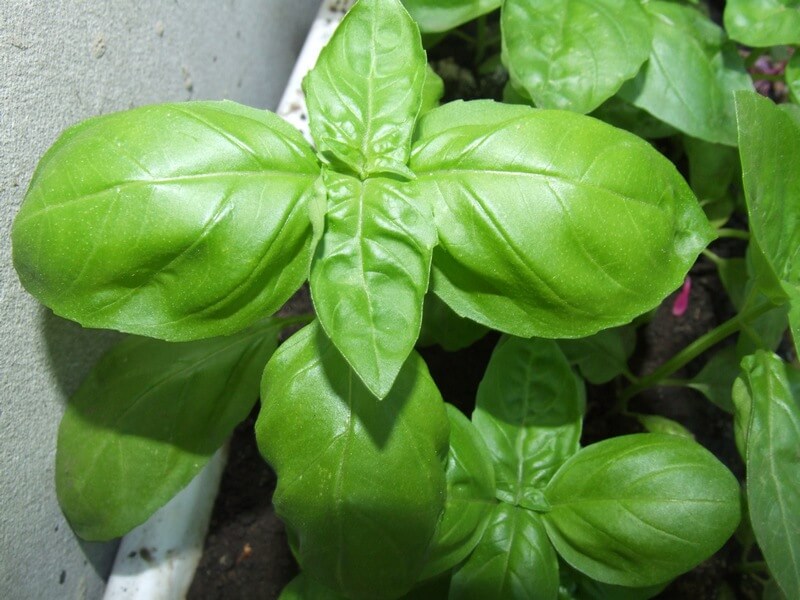 Busuioc de la balcon | Gradina MeaGradina Mea