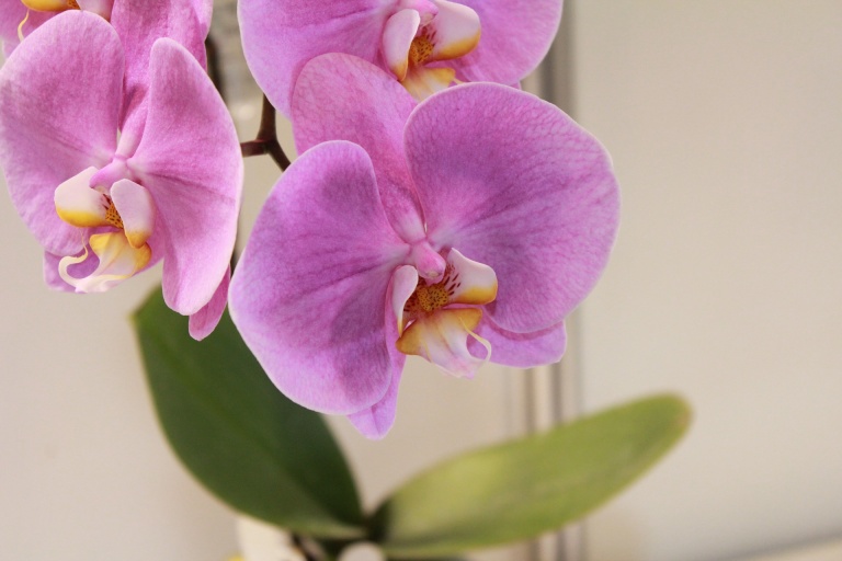 Varietati populare de orhidee - Phalaenopsis si Dendrobium | Gradina ...